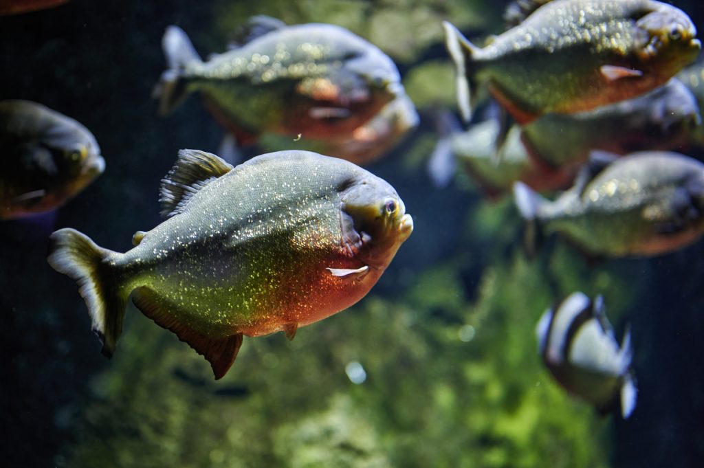 The Red Piranha: Characteristics, Needs, and Care - Aquatalk