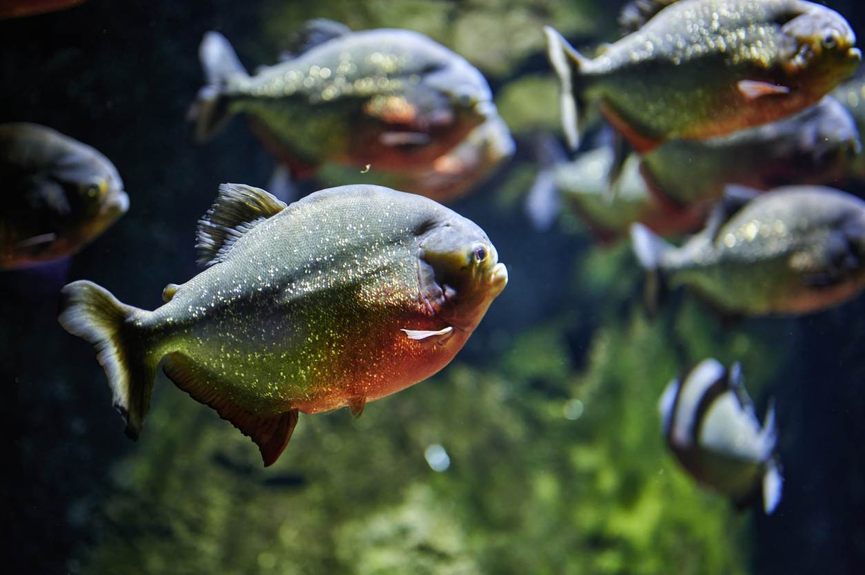 The Red Piranha: Characteristics, Needs, and Care - Aquatalk